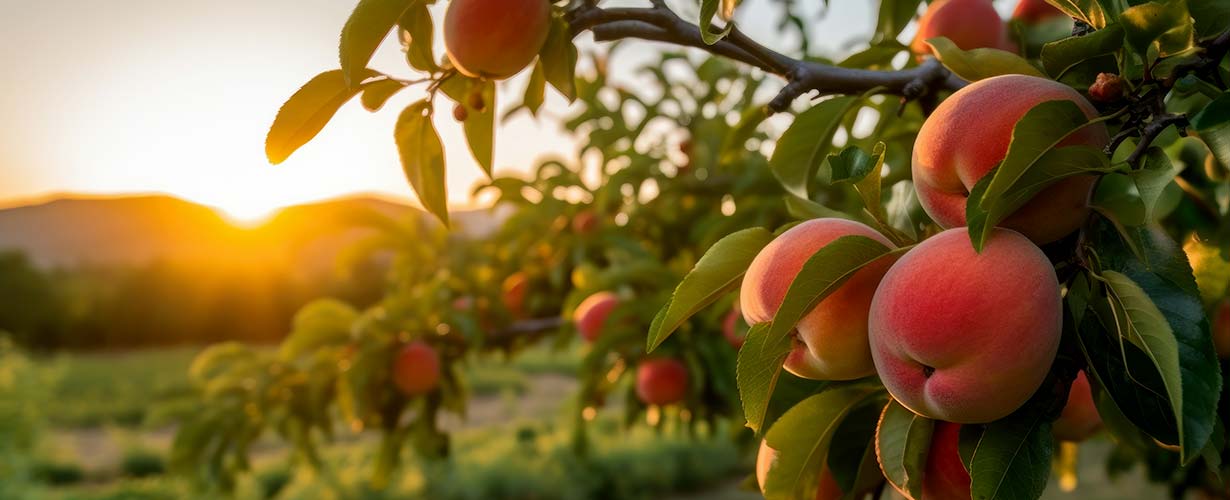 Obstler in feinster Auswahl im Shop